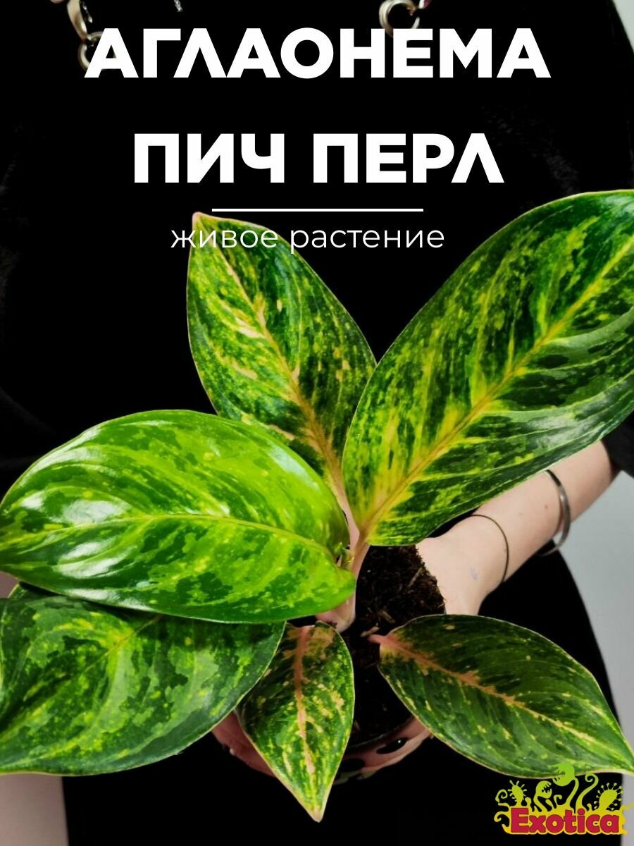 Аглаонема Пич Перл (Aglaonema Peach Pearl) D12см, домашний цветок