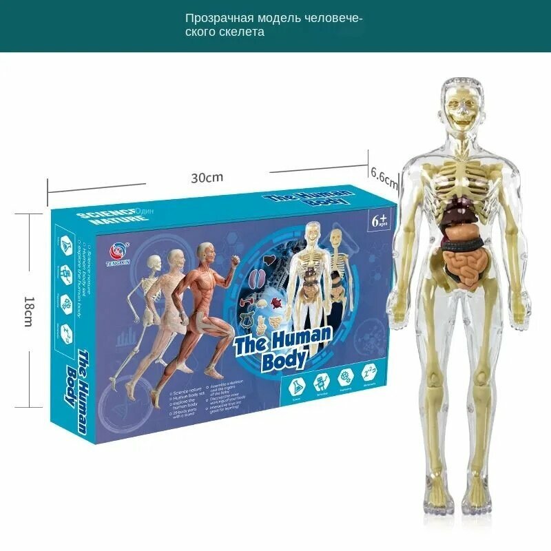 2024 Развивающая настольная игра "Строение тела " , макет человека с органами для детей от 5 лет с детской энциклопедией