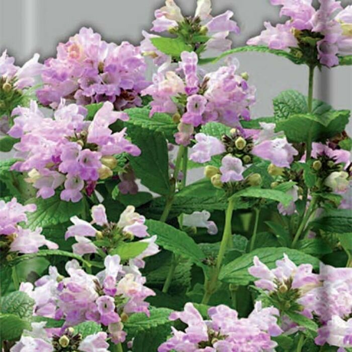 Котовник Розовая пантера