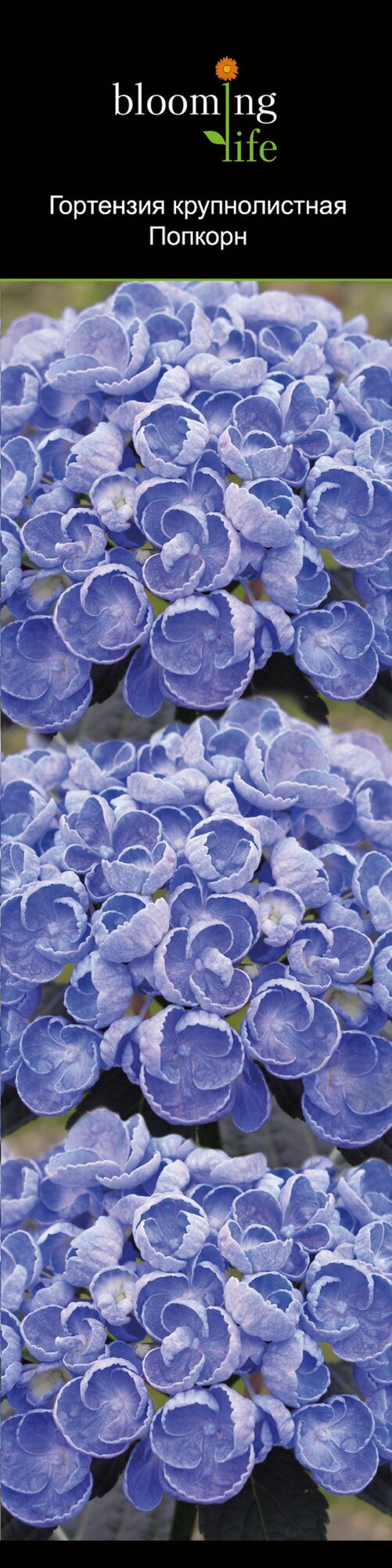 Растение Гортензия крупнолис. попкорн 853793 1 шт
