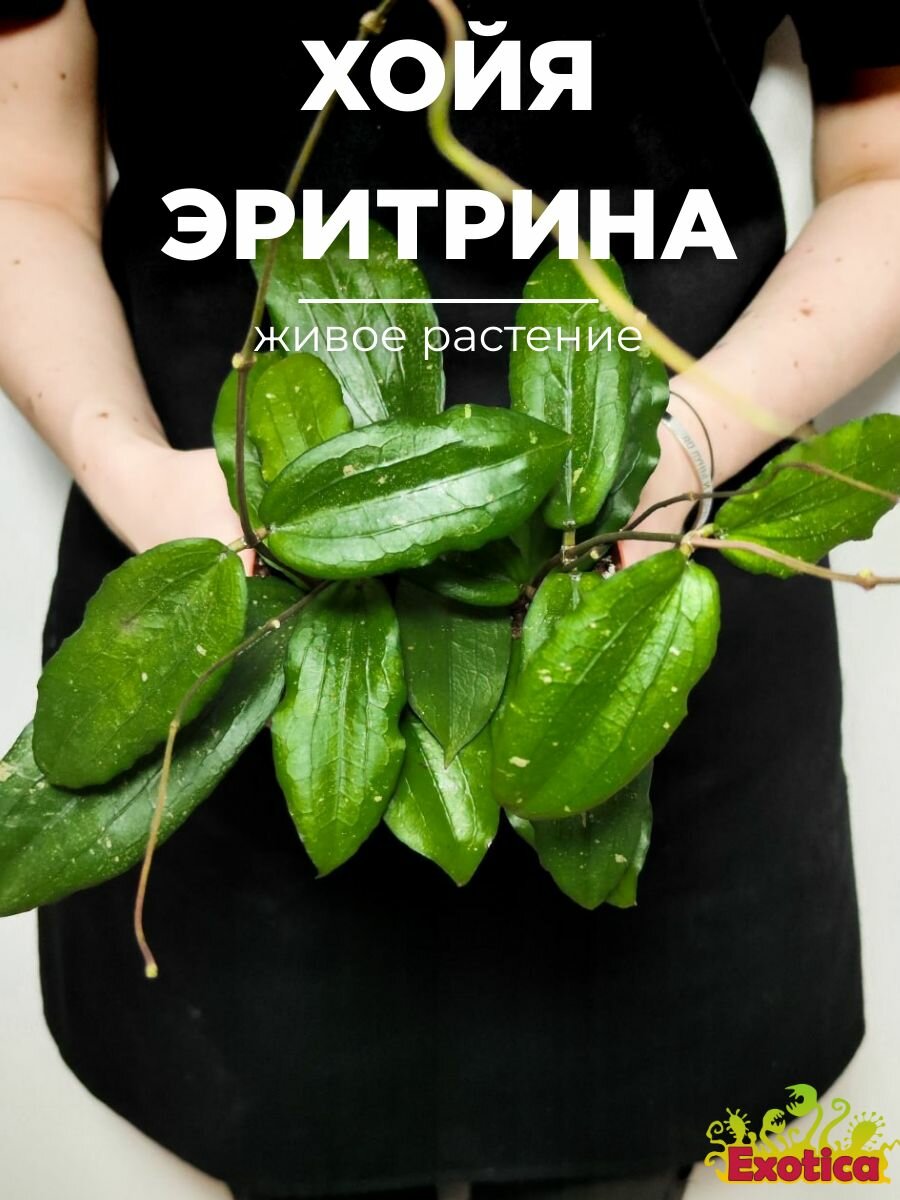 Хойя Эритрина (Hoya Erythrina) D12см, комнатный цветок