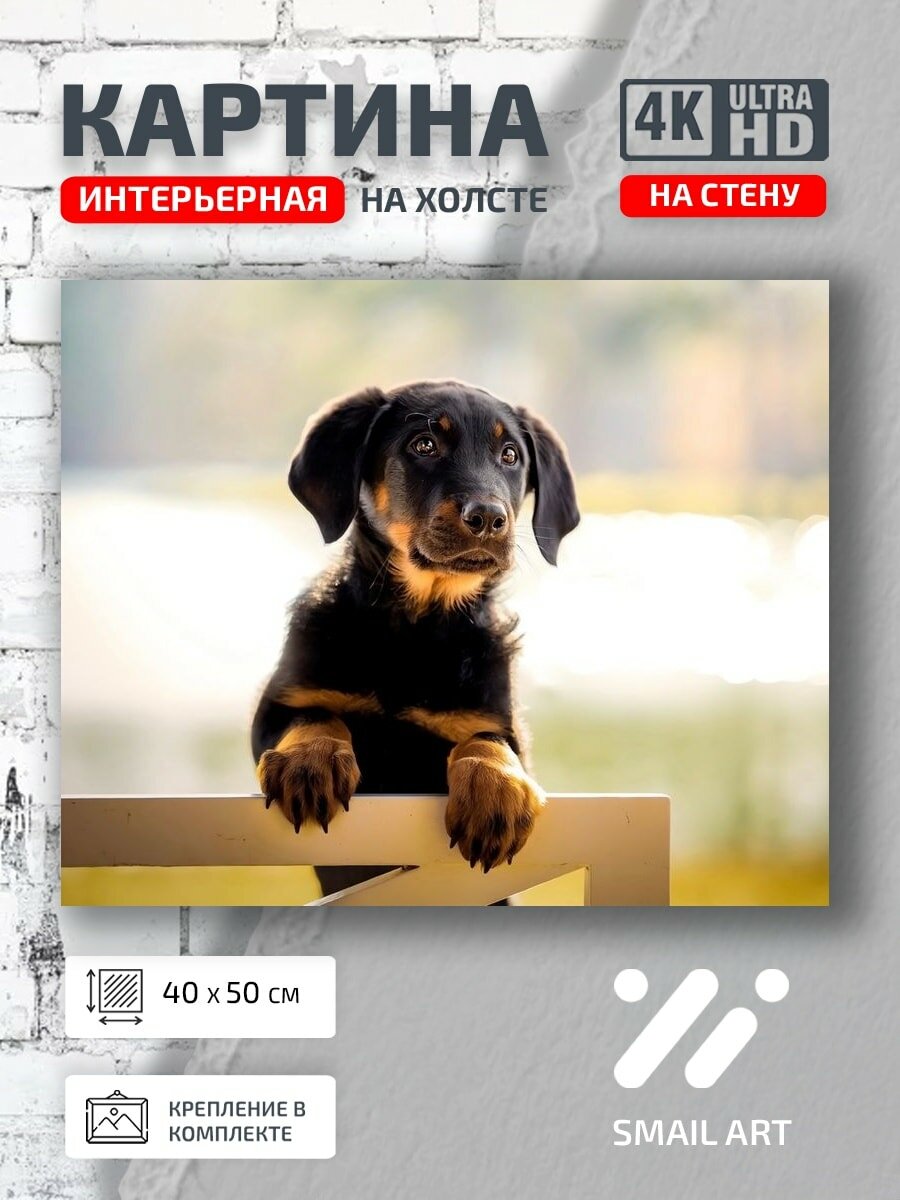 Картина на холсте интерьерная 40 на 50 на стену Животные щенок для кабинета атмосфера