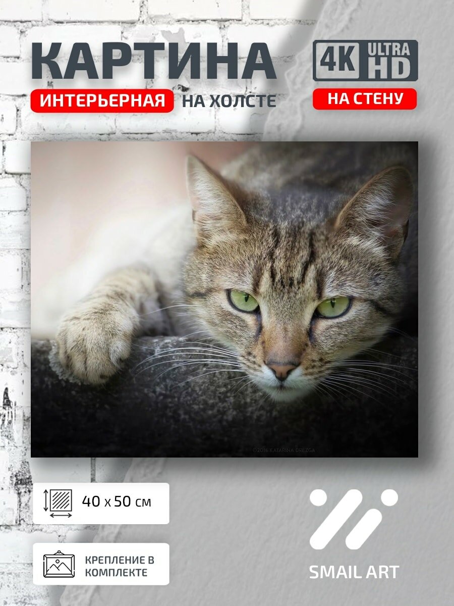 Картина на холсте интерьерная 40 на 50 на стену Животные кот для офиса атмосфера