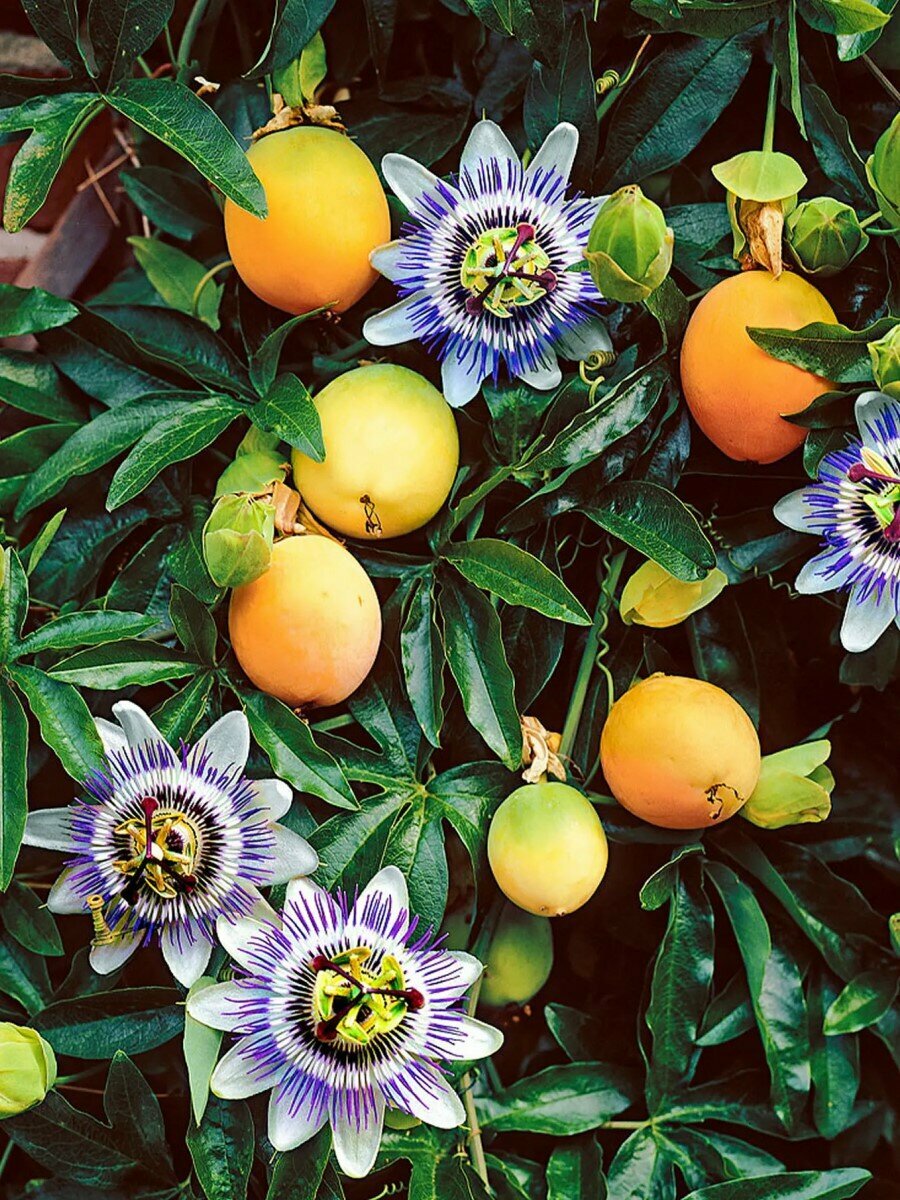 Семена Пассифлора голубая (Passiflora caerulea), 5 штук