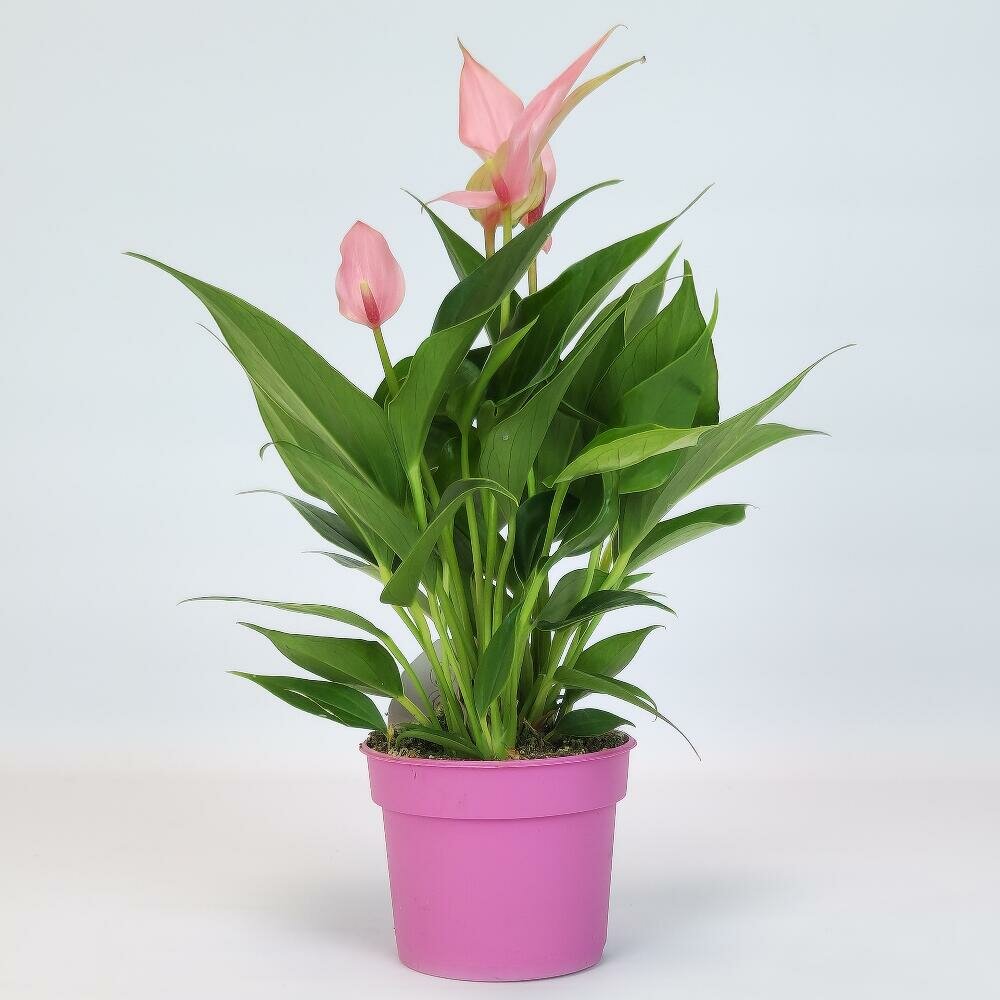 Антуриум Лили живой в техническом горшке с землей, D-9