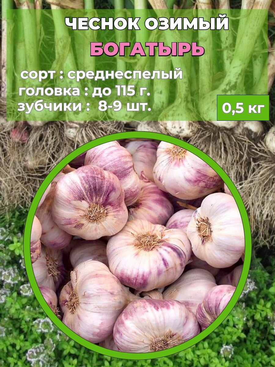 Чеснок озимый на посадку 0,5кг.
