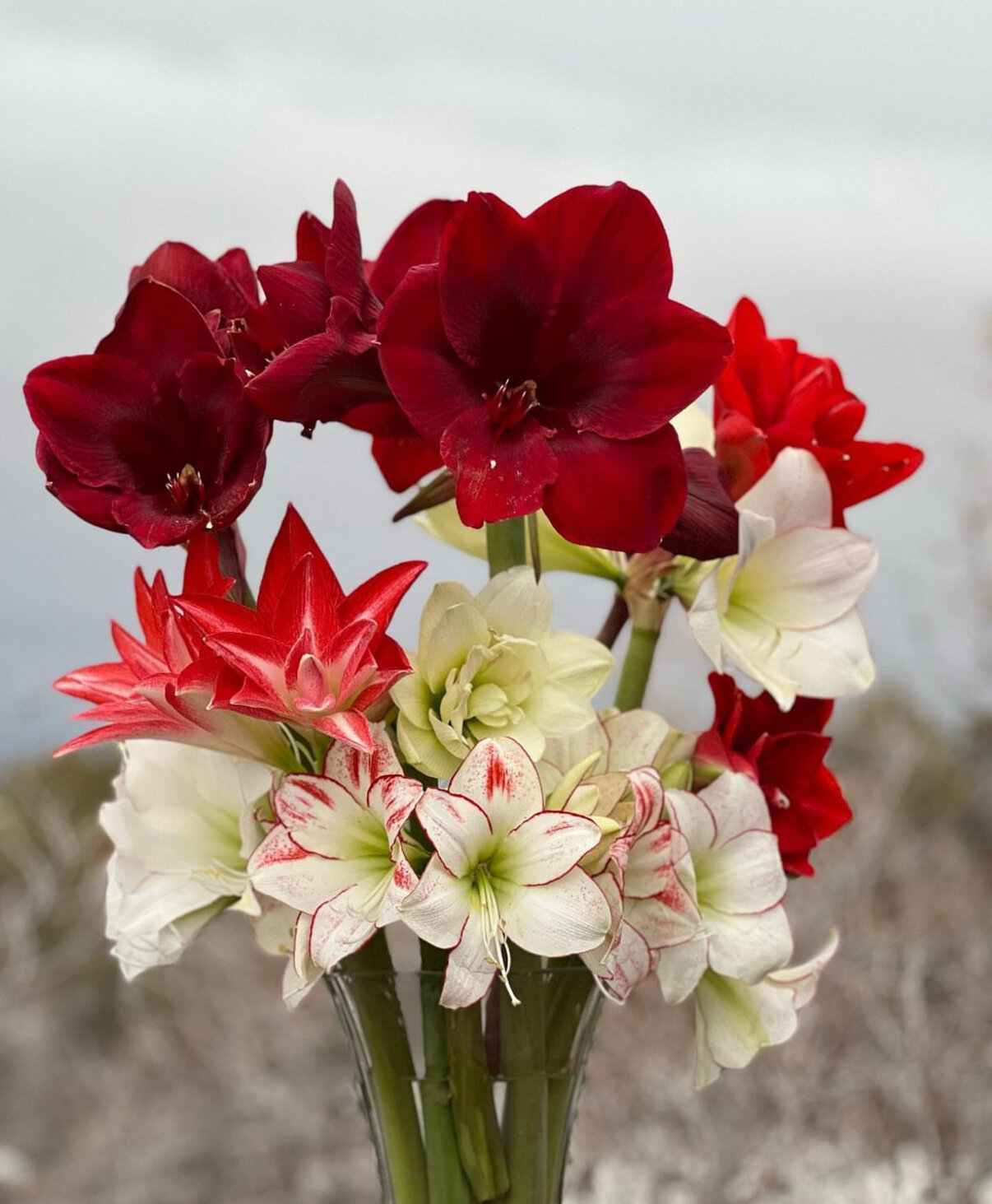 Микс из 15 амариллисов в вазе