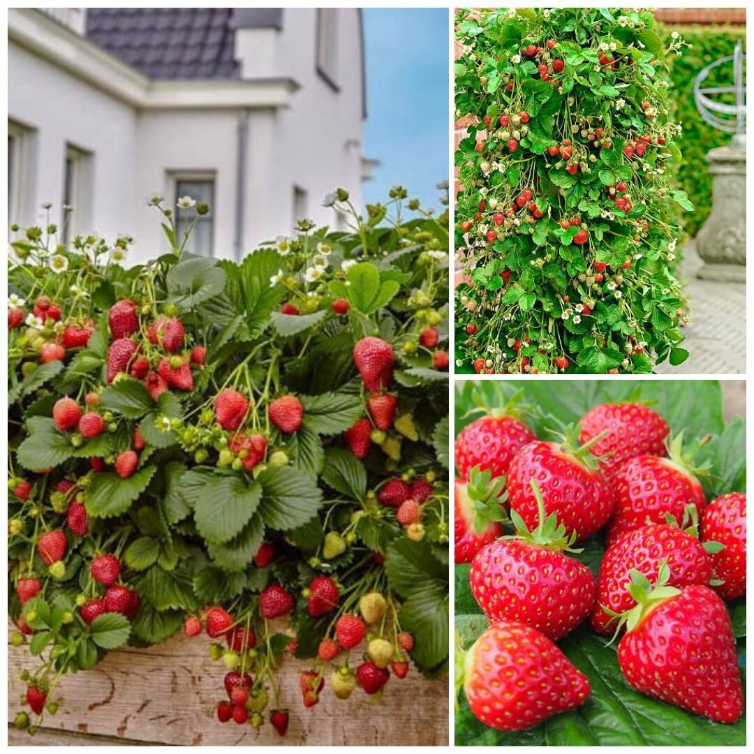 Комплект саженцев земляники Эстафета 3 шт