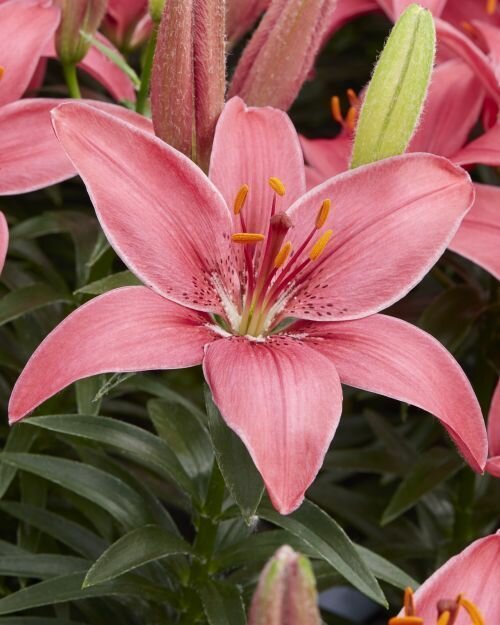 Лилия Пиппаз Джой 1 шт.