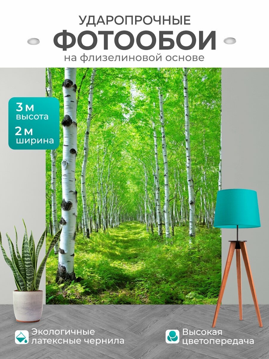 Фотообои моющиеся ударопрочные "Старая берёзовая роща, белые стволы на фоне ярко-зелёной листвы" 200x300 см. флизелиновые на стену