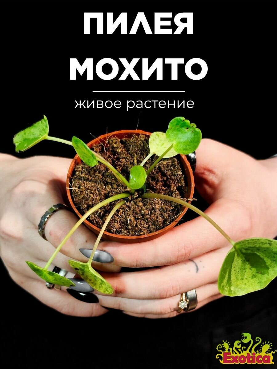 Пилея Пеперомиевидная Мохито (Pilea peperomioides Mojito) D5см, растение в горшке