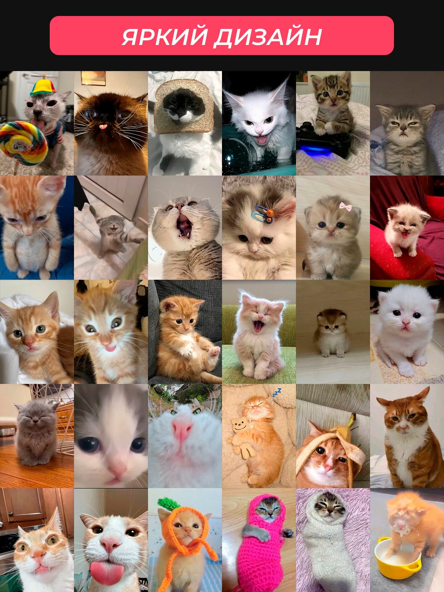 Мини постеры котики мем — фото 1