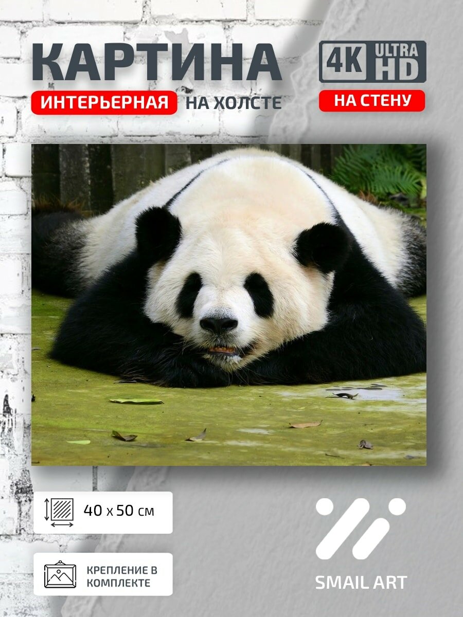 Картина на холсте интерьерная 40 на 50 на стену Животные Панда для спальни атмосфера