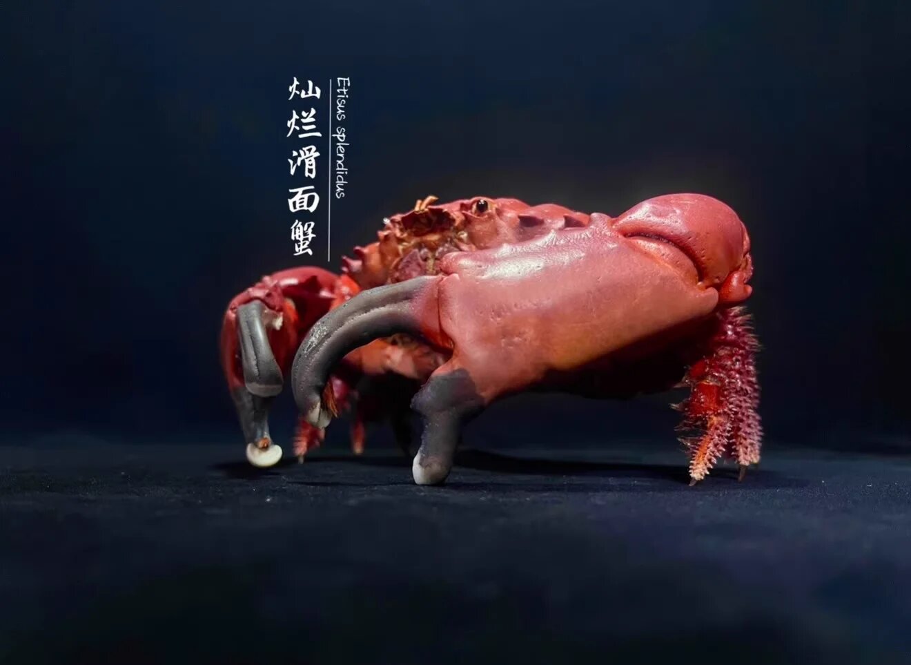 Ручная статуэтка краба Etisus Splendidus