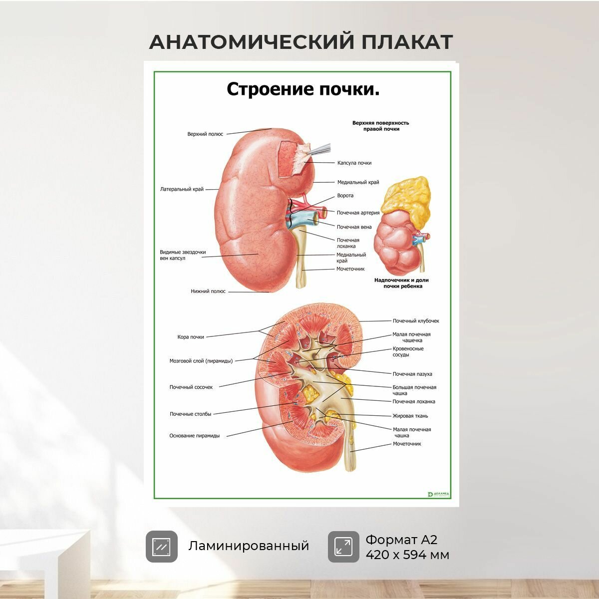 Обучающий медицинский плакат анатомия Строение почки А2