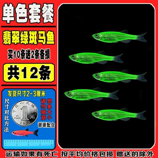 Специальная цена: Зебрафиш, тропические рыбки для начинающих, конфетные цвета, декоративные рыбки, легкие в выращивании и уходе, маленькие рыбки