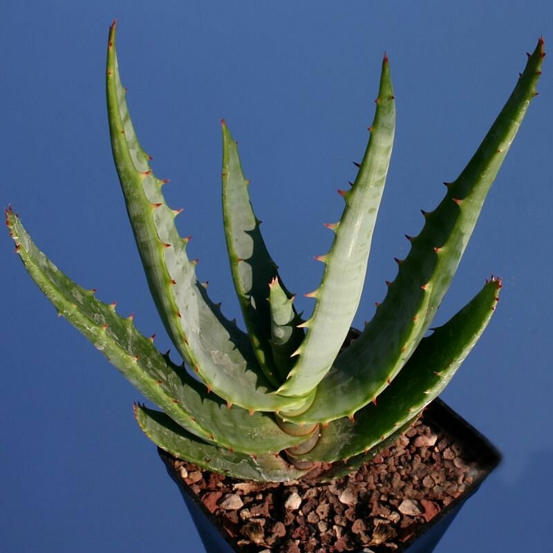 Алоэ скальное, Алое Rupestris, семена