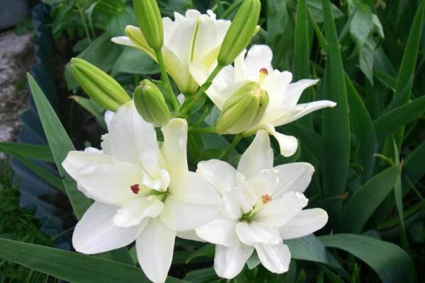 Лилия азиатская махровая Аннамари Дрим