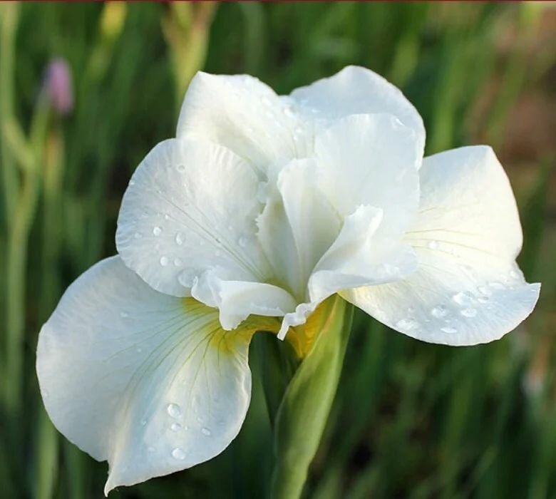 Ирис сибирский Эстэ Си Ди Эм луковицы, клубни, корни цветов