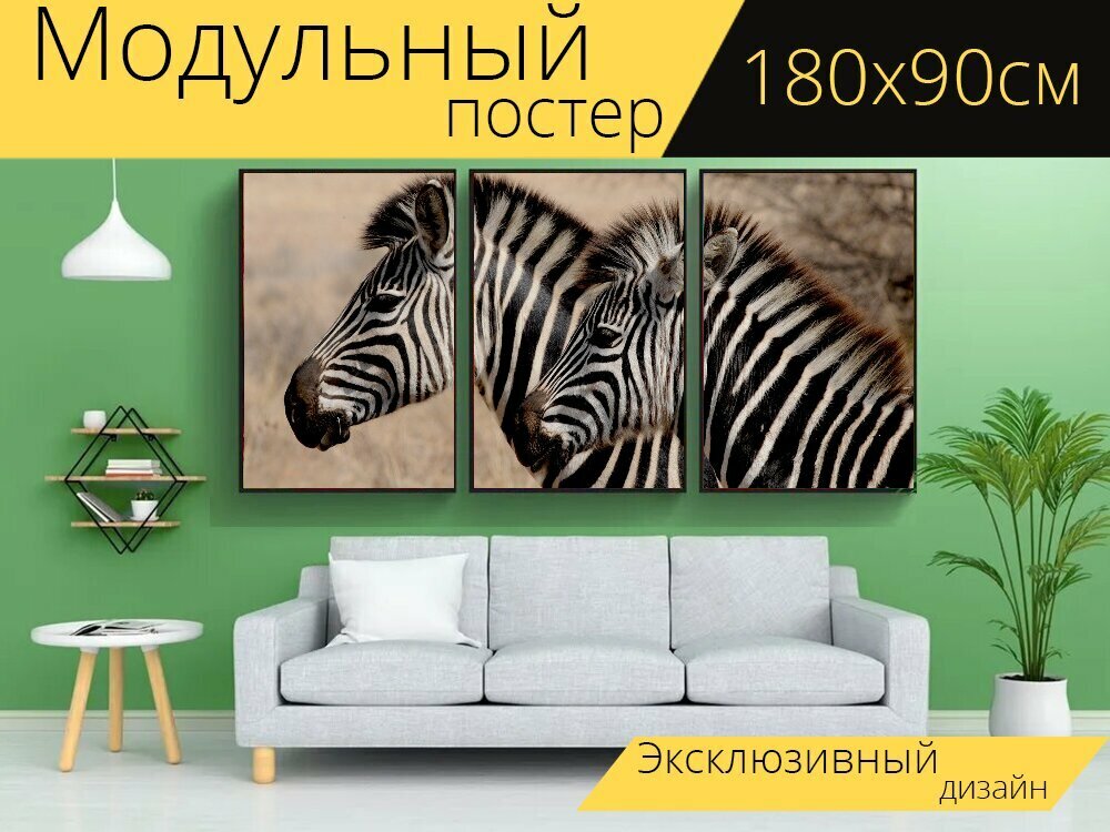 Модульный постер "Зебры, головы, полосы" 180 x 90 см. для интерьера