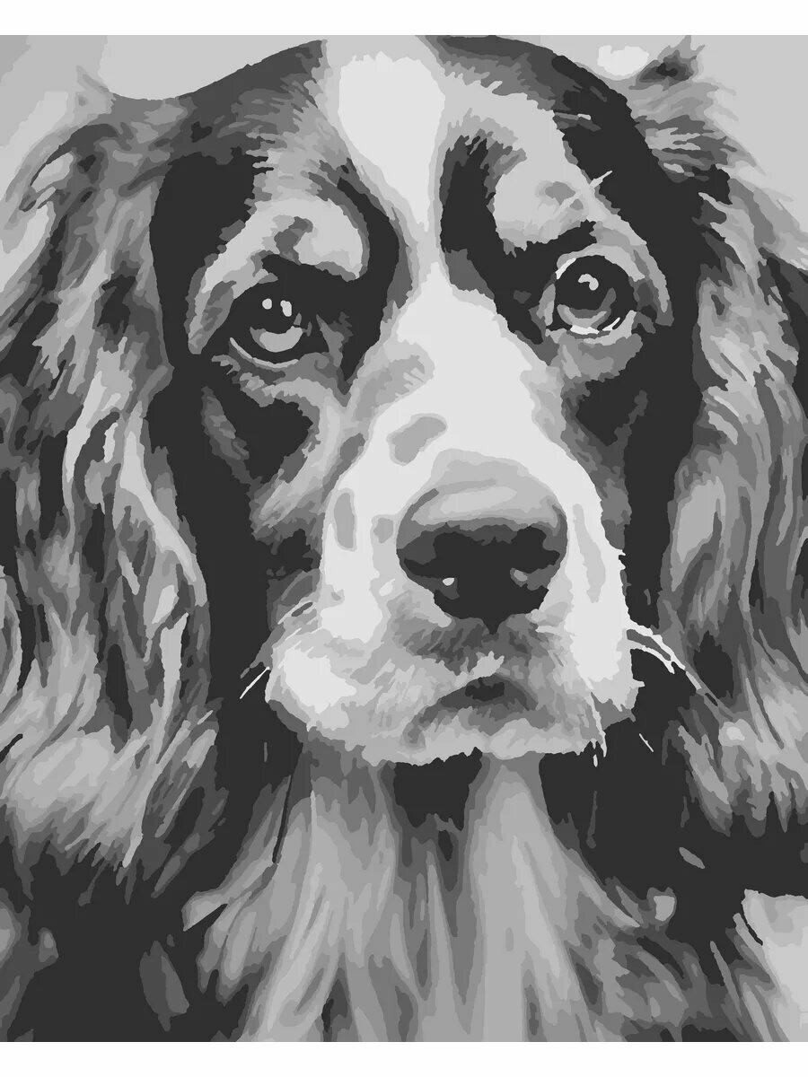 Картина по номерам Спаниель 40х50 см