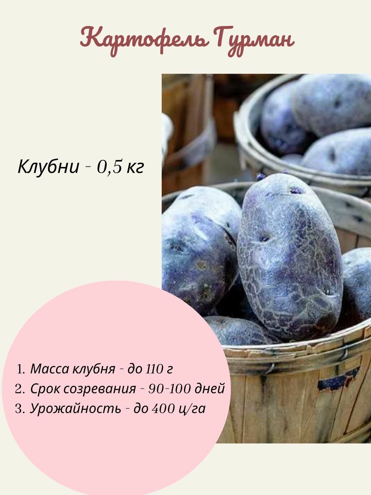 Картофель фиолетовый Гурман 0,5 кг на посадку