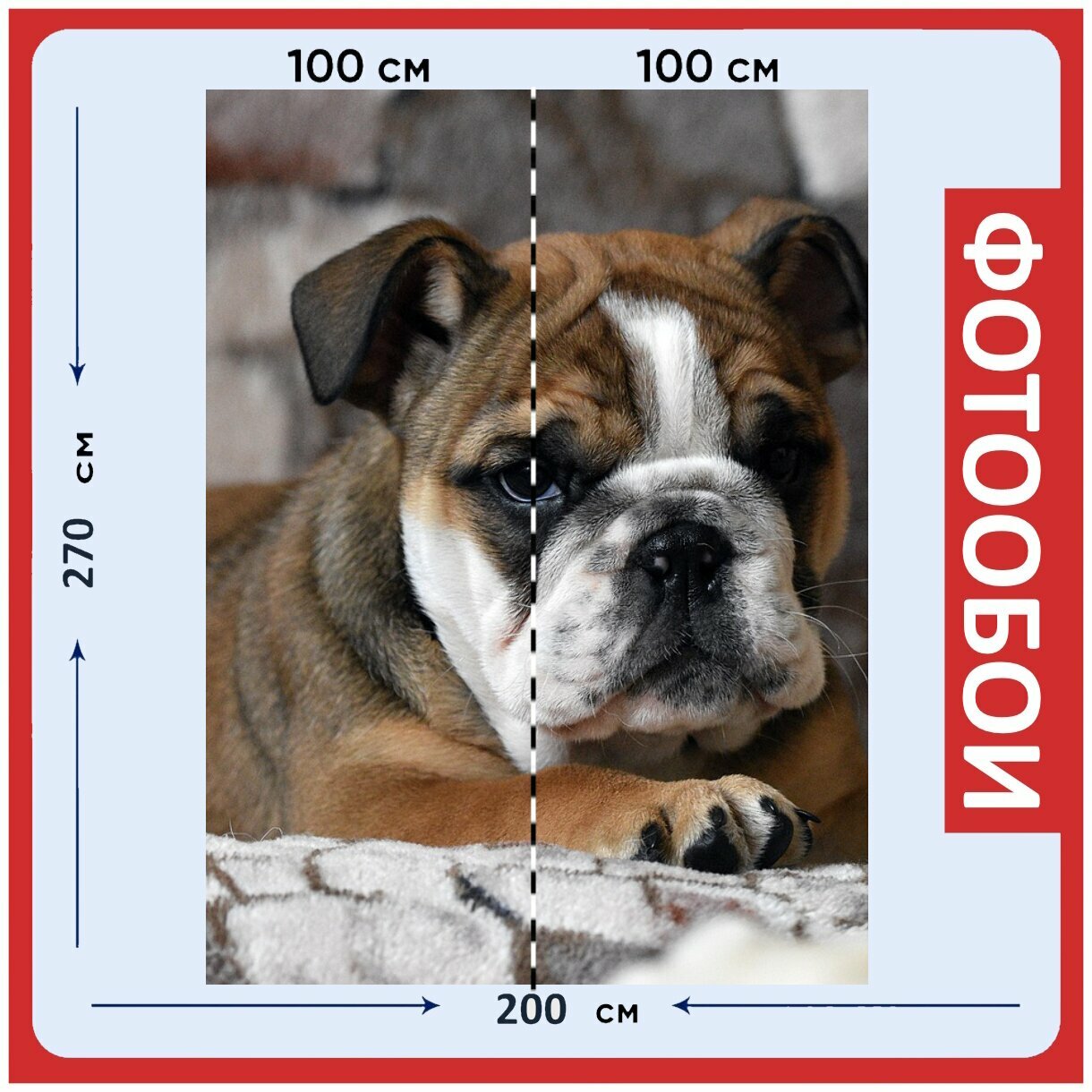 Фотообои "Собака, щенок, бульдог" 200x270 см. флизелиновыена стену