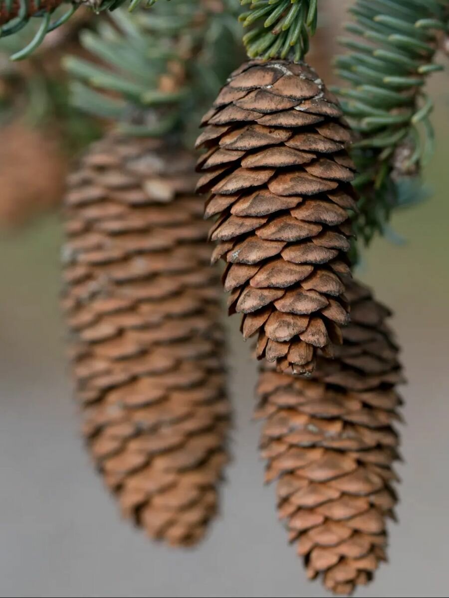 Ель Койямы семена 15 штук