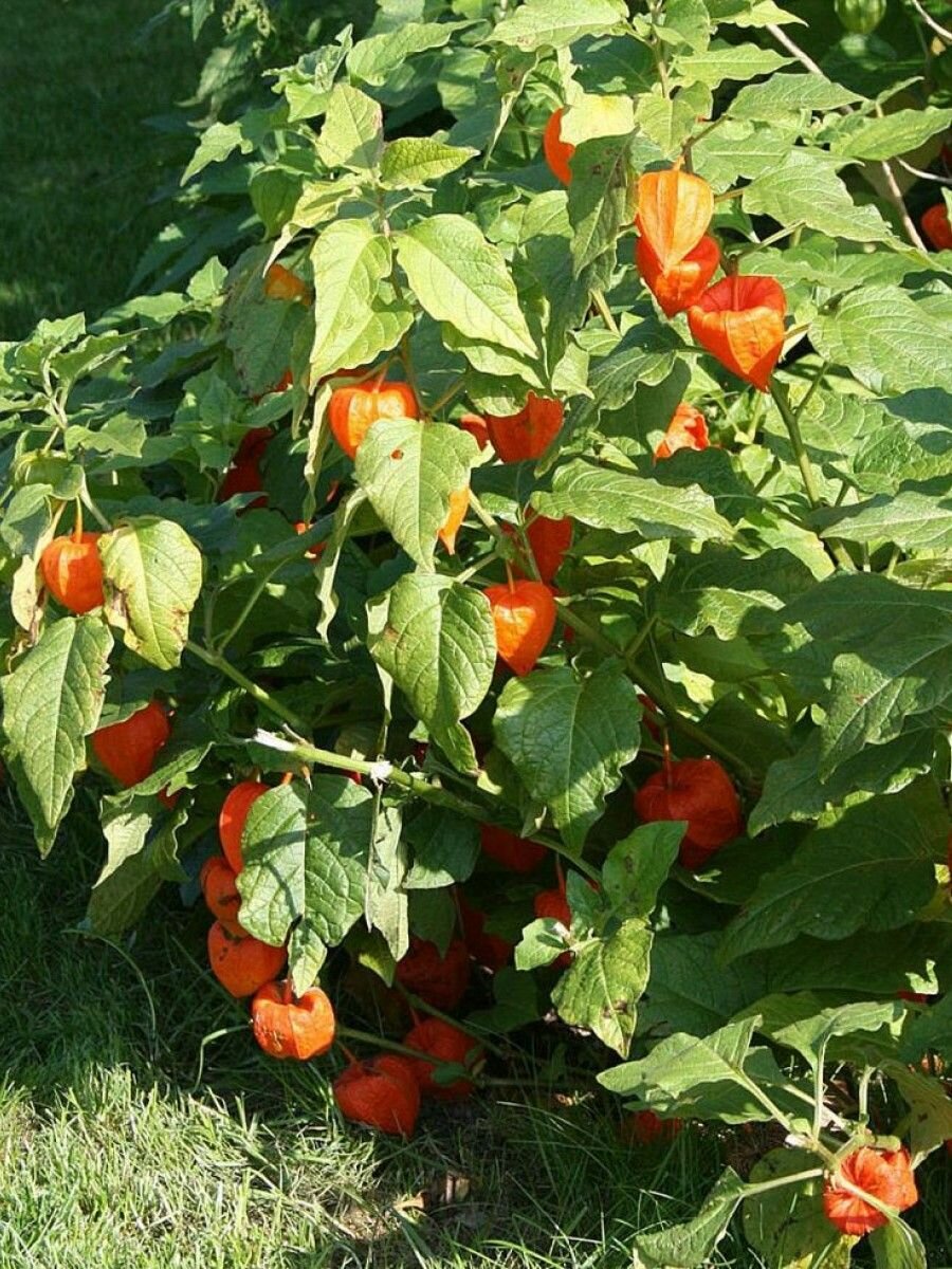 Физалис Земляничный съедобный семена 8 штук