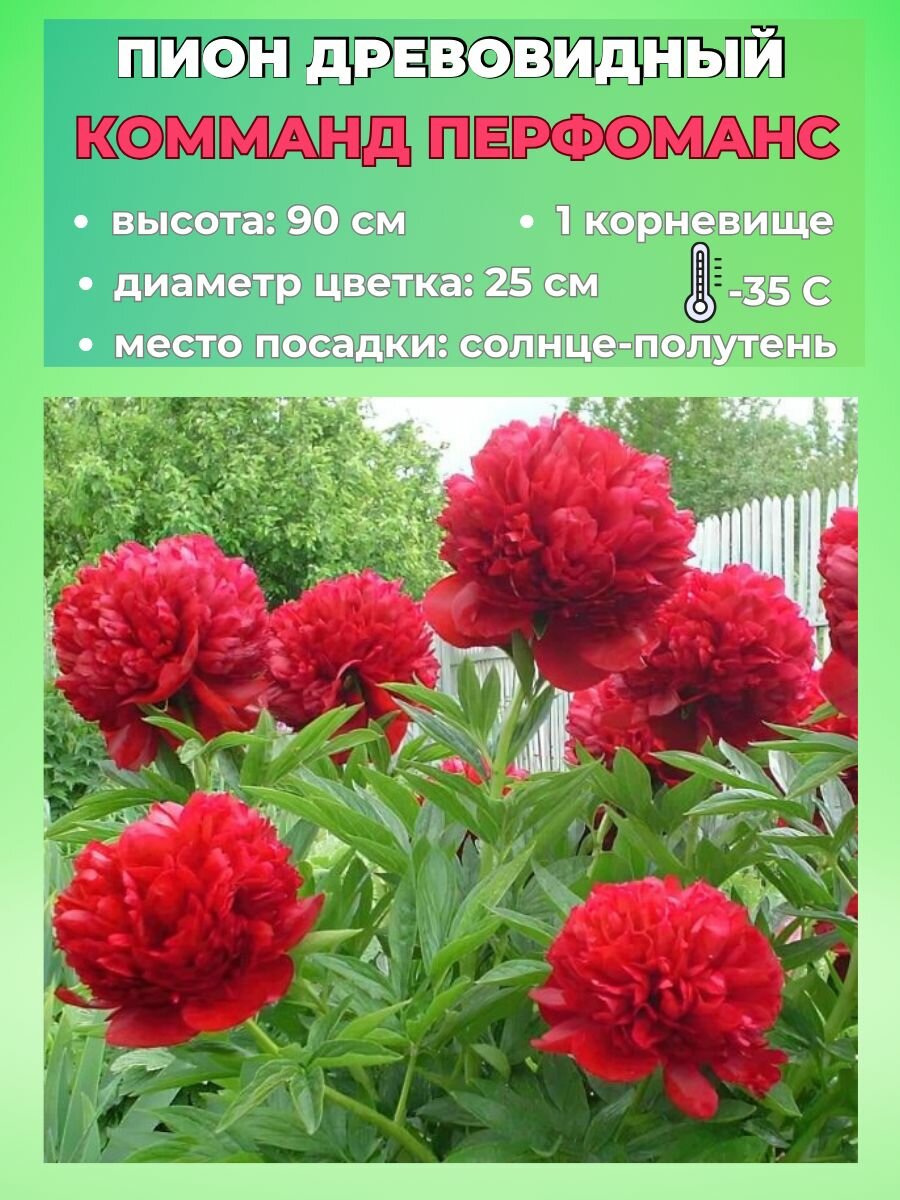 Пион древовидный корневище, 1 штука