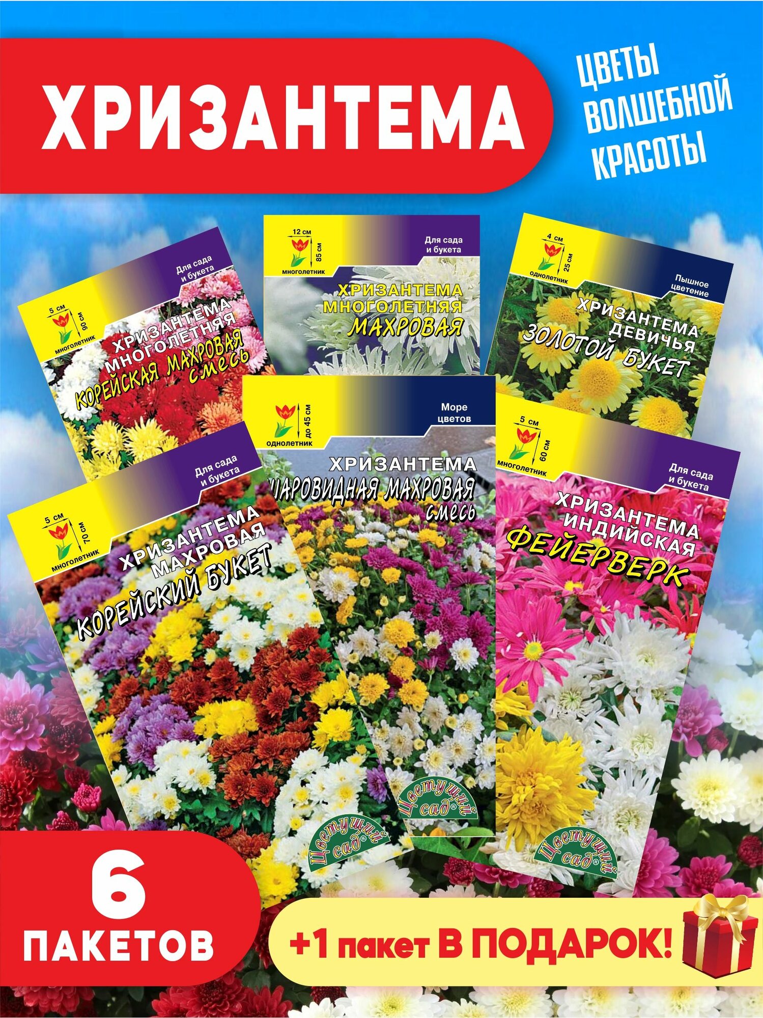 Хризантема набор семян из 6 пакетов