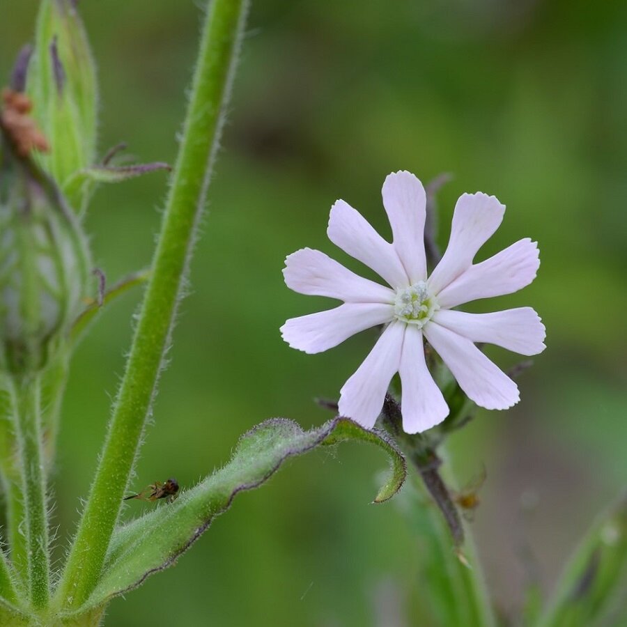 Семена Deodar SEEDS COMPANY Дрема ночная 50 шт.