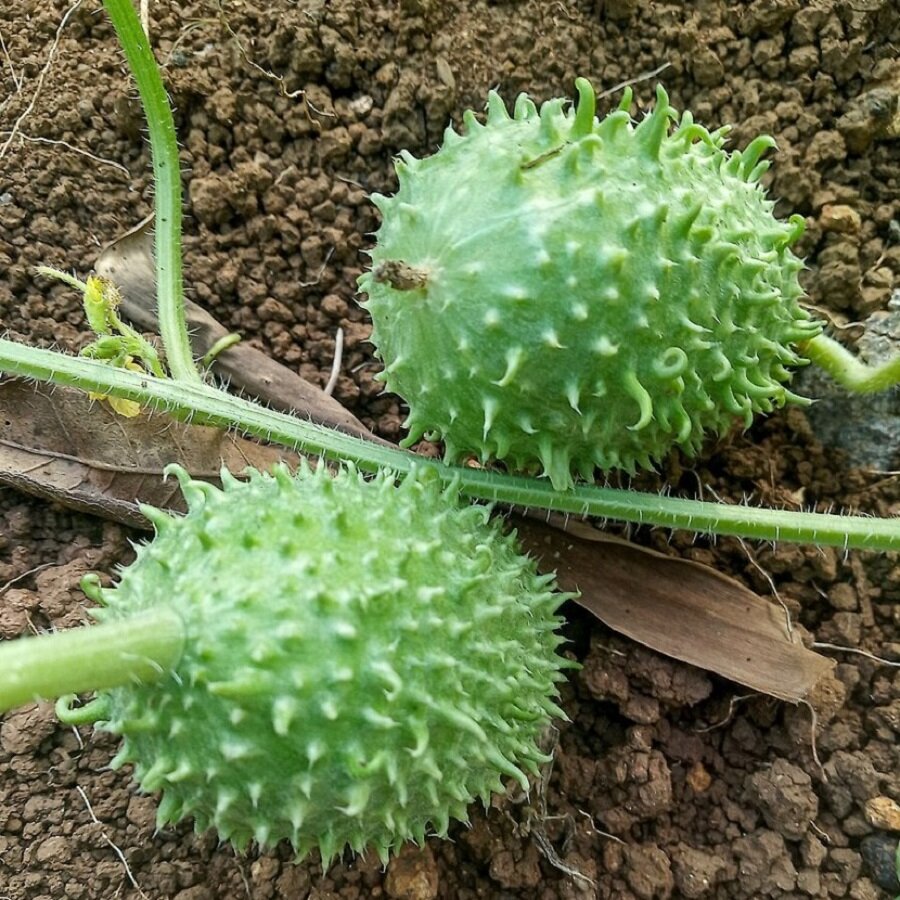 Семена Deodar SEEDS COMPANY Ангурия сирийская 10 шт.