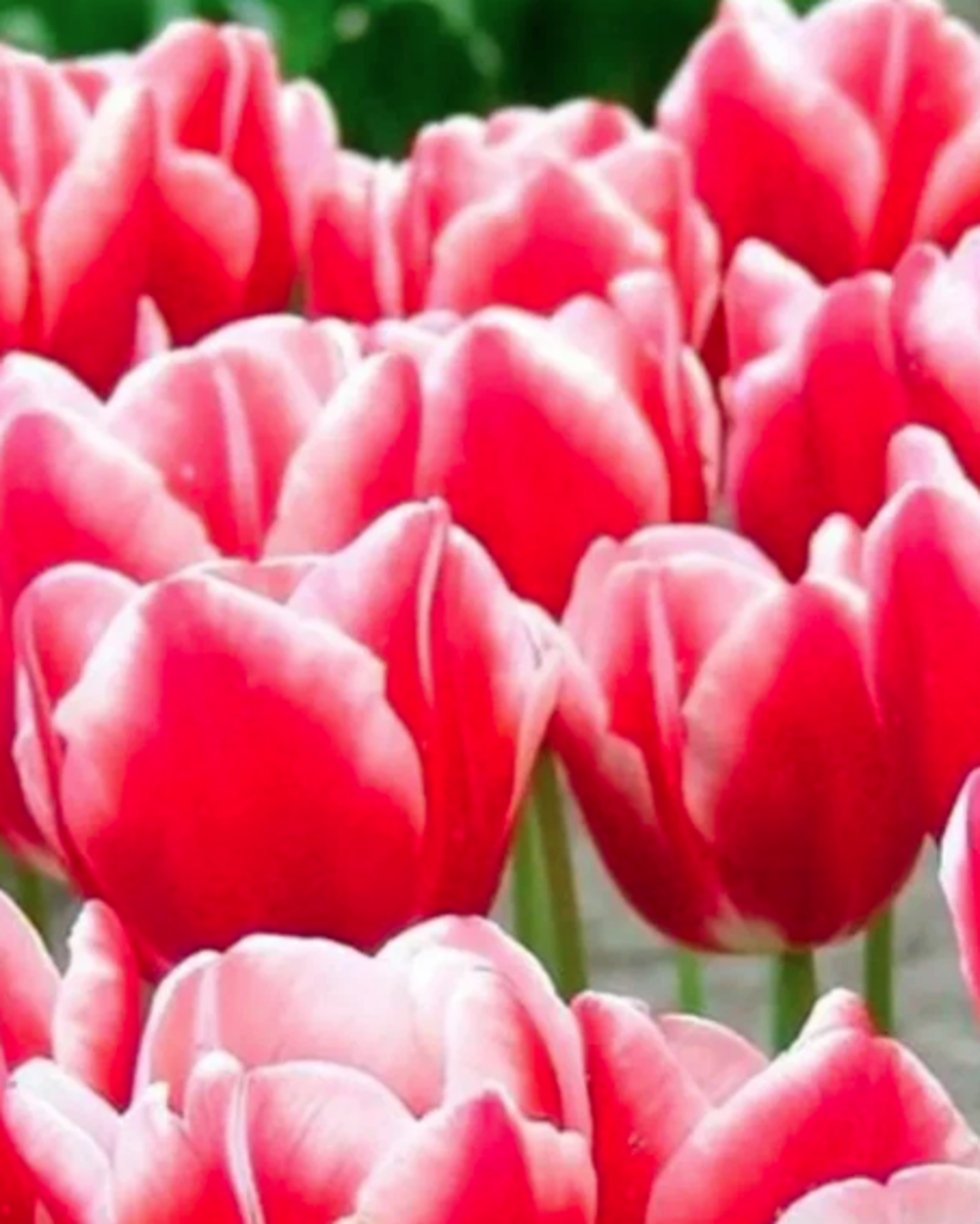 Тюльпаны Holland Bulb Market Триумф Пол Позишн, 5 луковиц, многолетнее