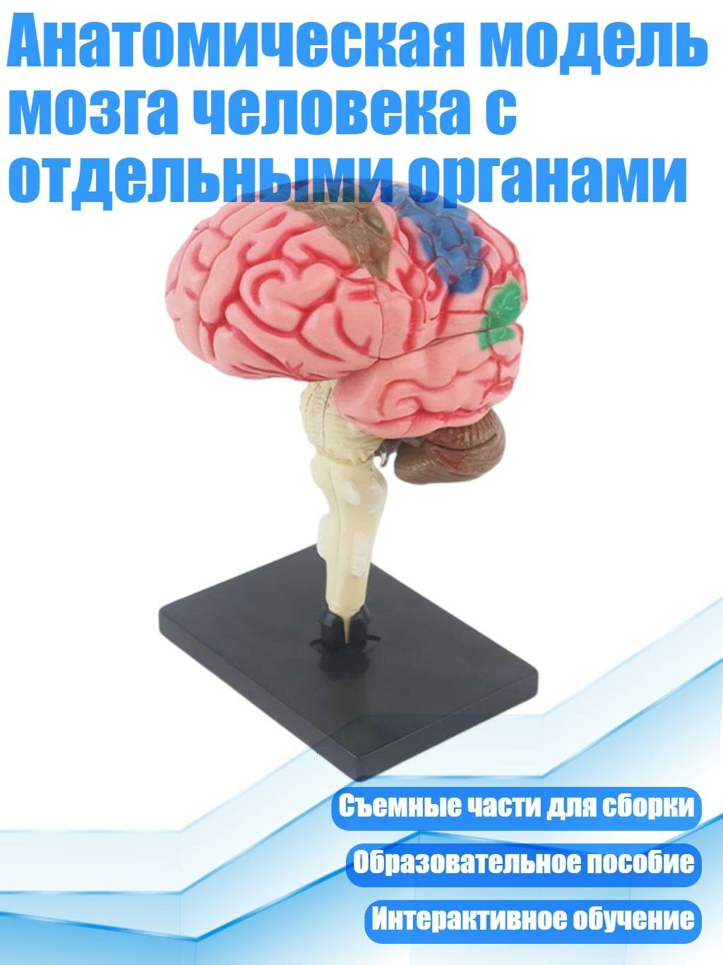 Анатомическая модель мозга человека с отдельными органами