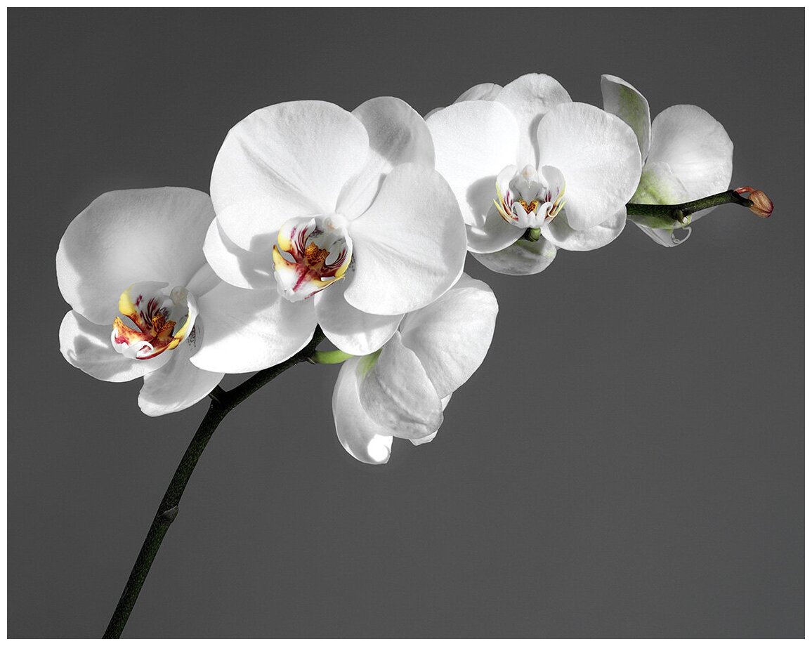 Фотообои Уютная стена "Белая орхидея на сером фоне" 340х270 см Виниловые Бесшовные (единым полотном)