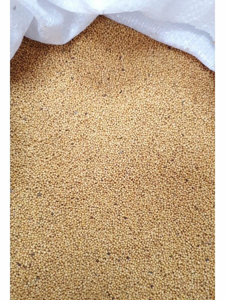 Горчица белая сидерат