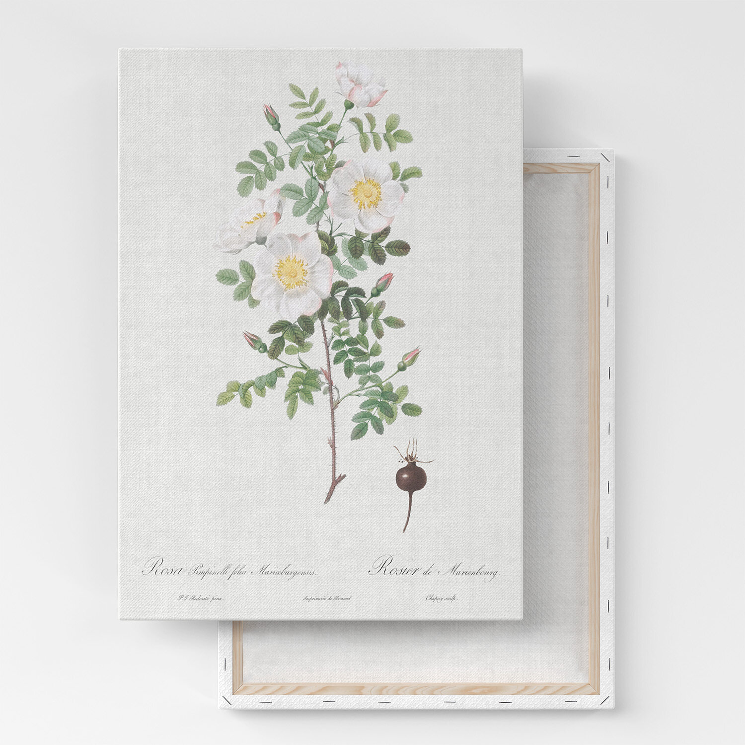 Картина на холсте, репродукция / Пьер-Жозеф Редуте - Burnet Rose / Размер 80 x 106 см