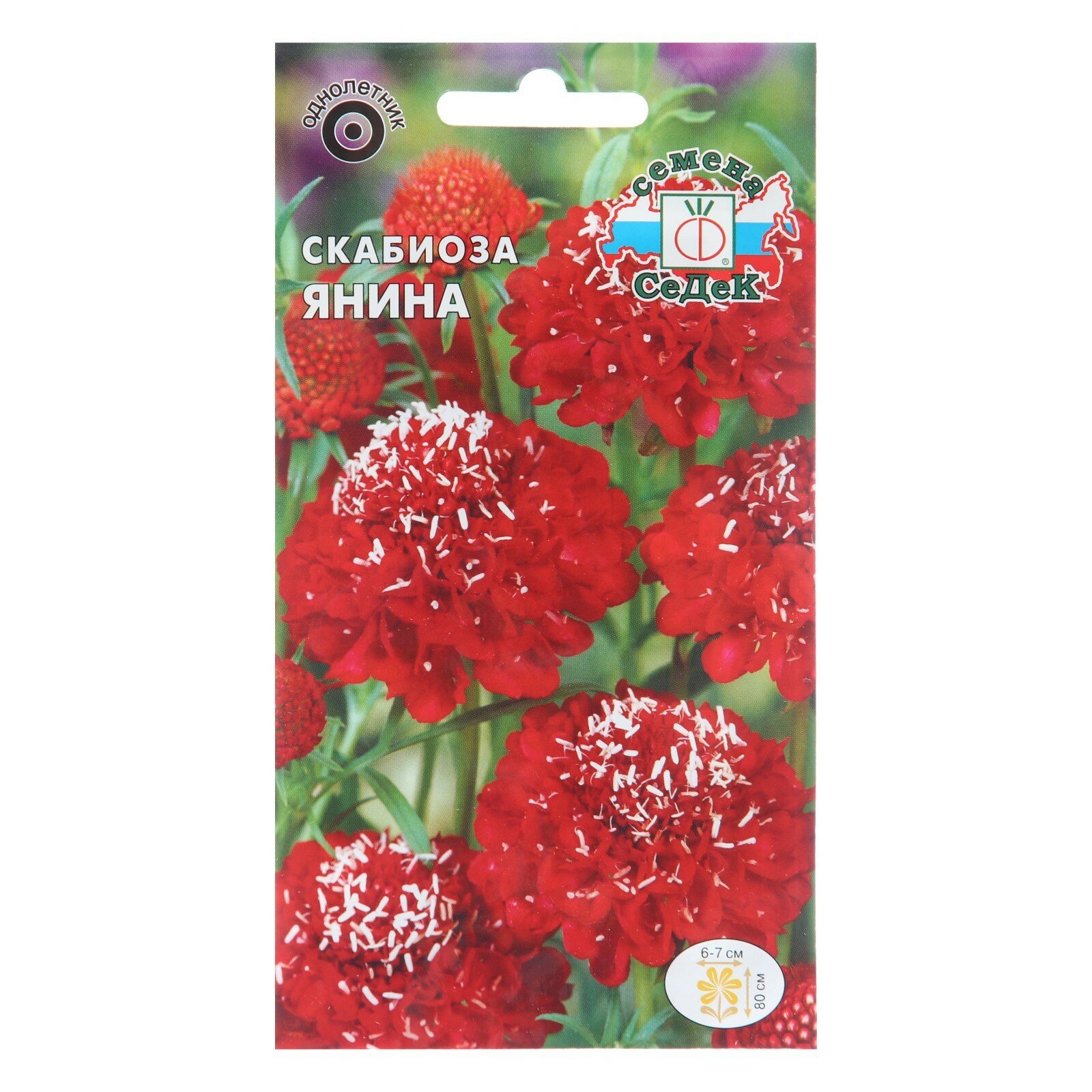 Семена цветов скабиоза Янина. 9 упаковок