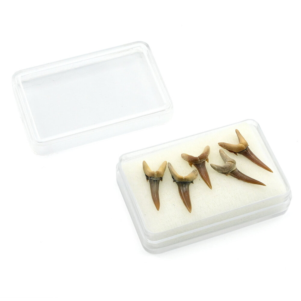 Зубы акулы "Turania" 5шт. в блистерной упаковке .