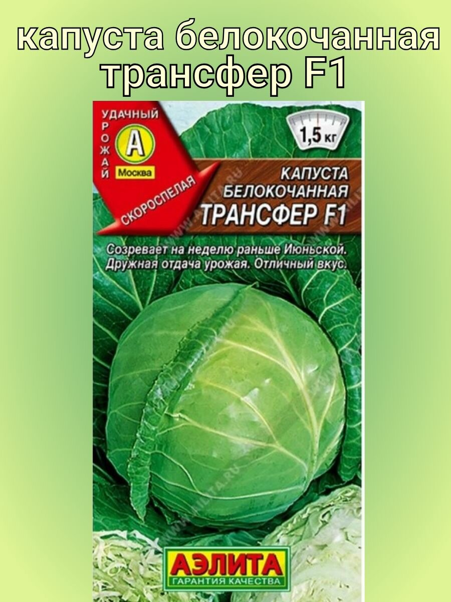 Капуста белокочанная "Трансфер F1". Семена Аэлита.