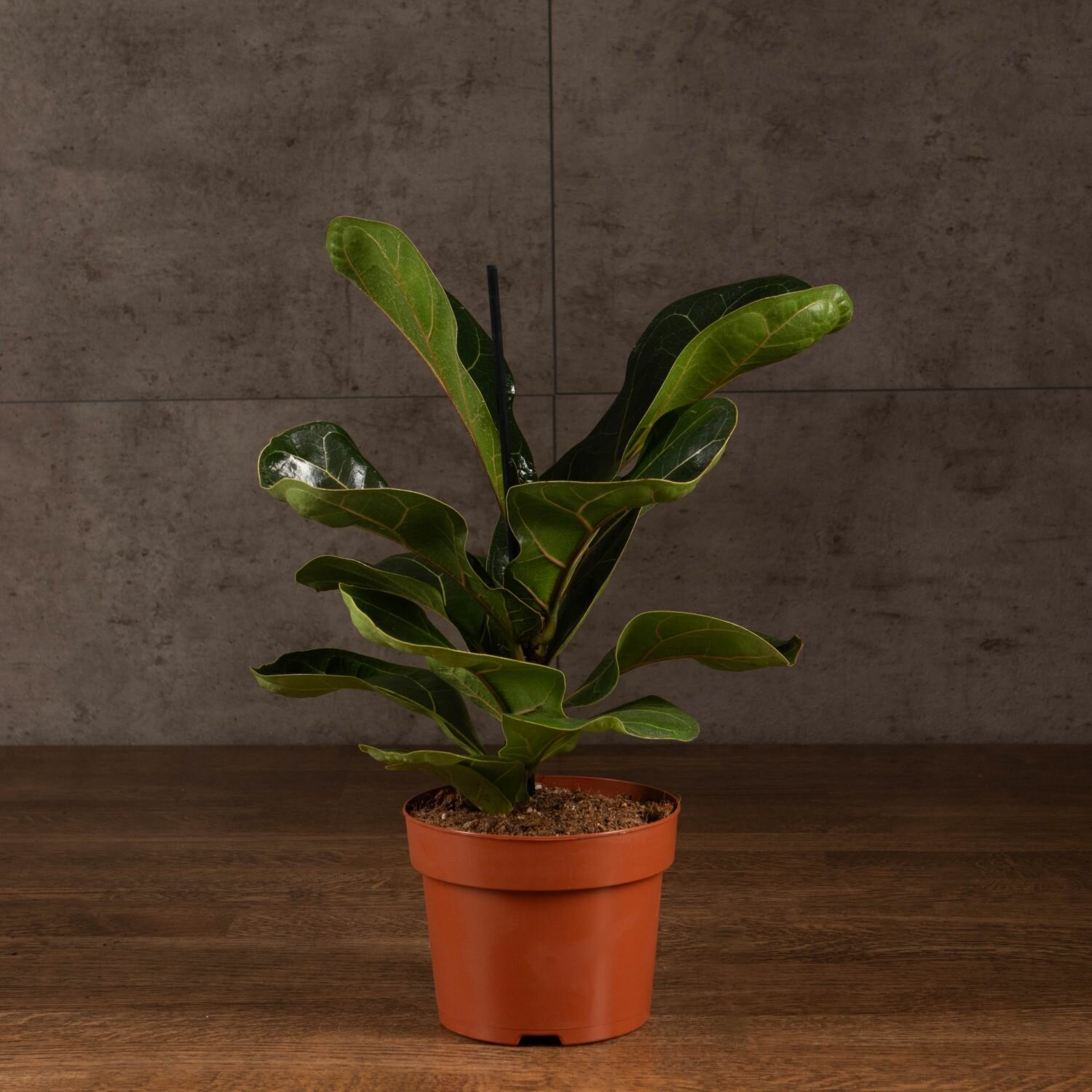 Фикус Лирата Бамбино 30/12