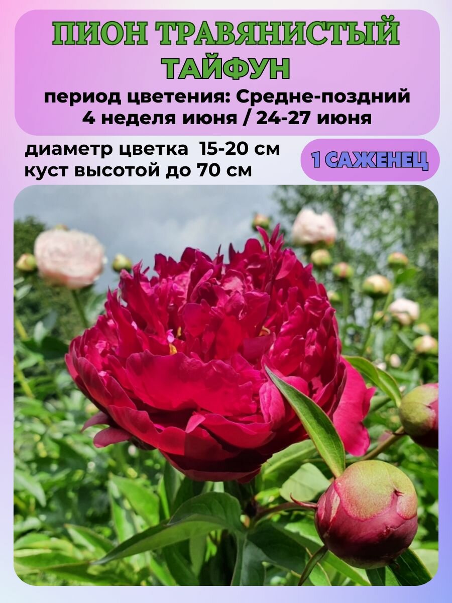 Пион травянистый Тайфун, корень 1 штука