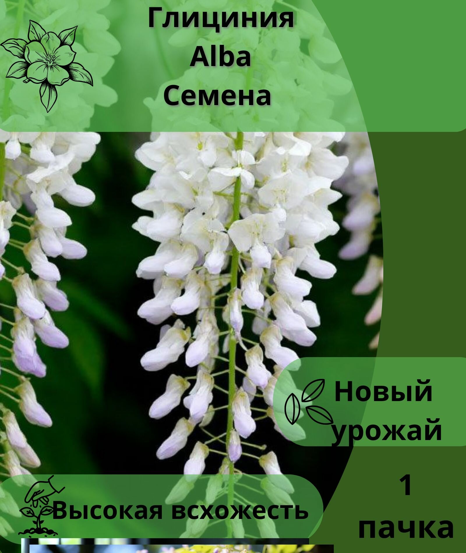 Глициния Alba, семена 10шт