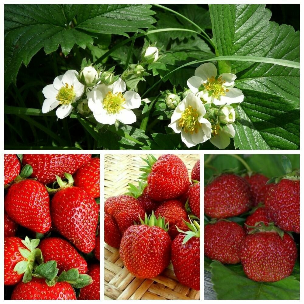 Комплект земляники Позднее зажигание; 3 шт