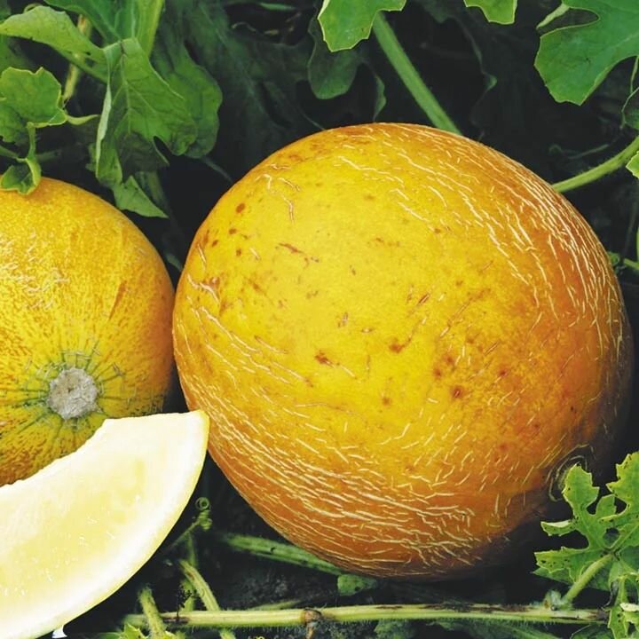 Коллекционные семена дыни Капуччино