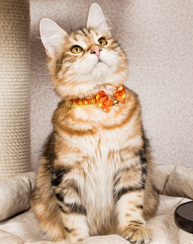 Безопасный ошейник-чокер Japan Premium Pet для стильного модника, размер 3S. оранжевый со звёздами