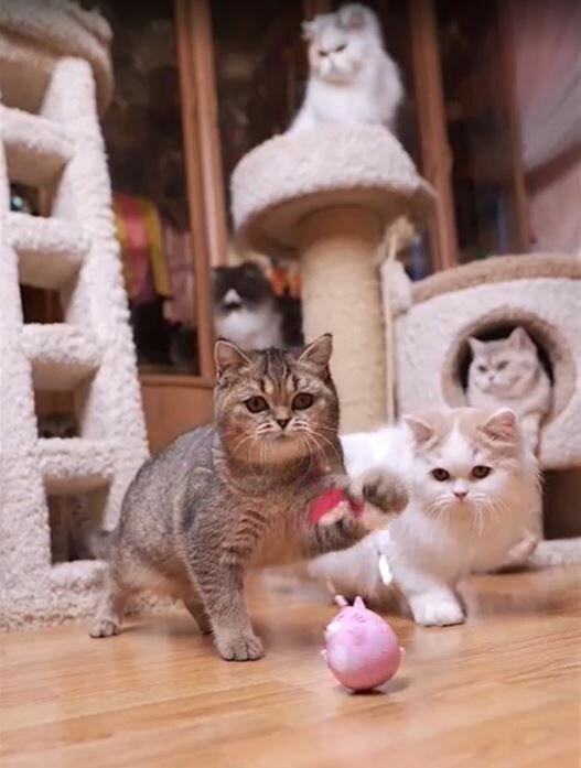 Игрушка для кошки Japan Premium Pet дразнилка "Танцующая кошка"