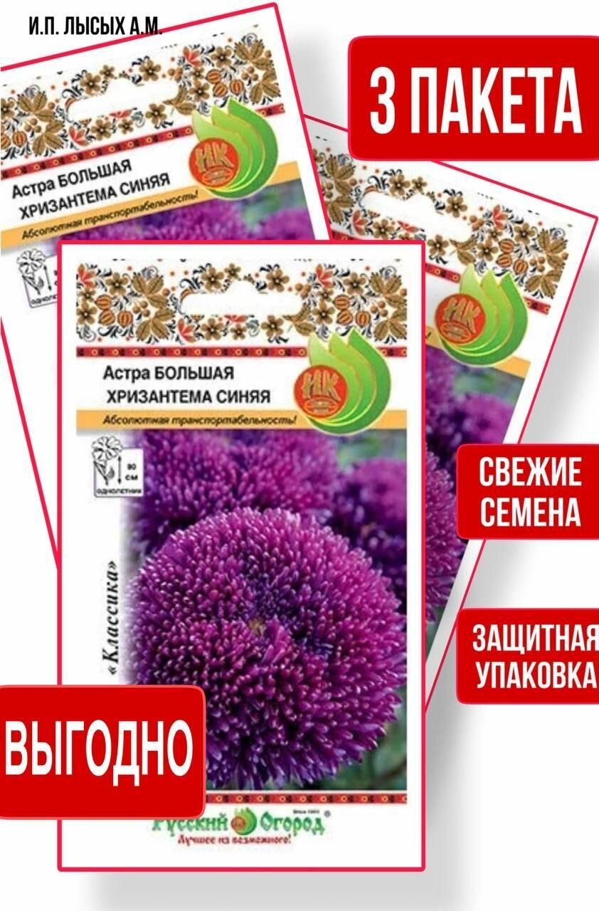 Астра Большая хризантема синяя