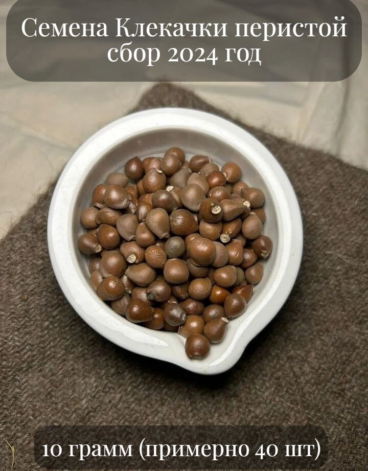Семена Клекачки перистой, 10 гpамм (примерно 40 шт)